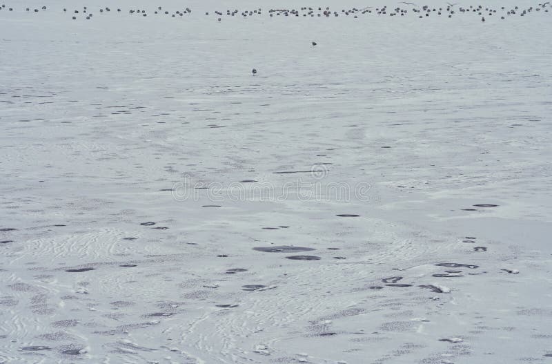 Birds Winter on Ice on a Frozen River Stock Image - Image of flock ...