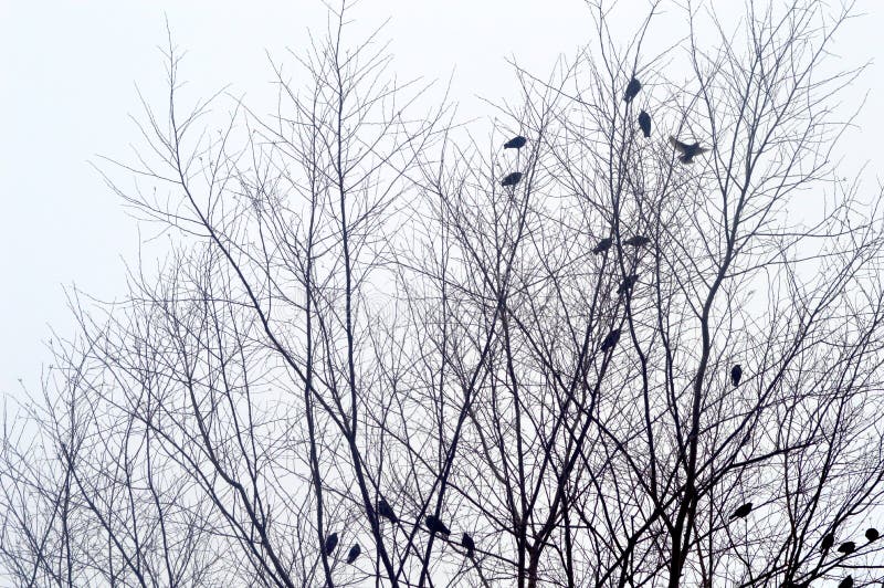 Birds in a Winter Tree stock image. Image of leafless - 48530829