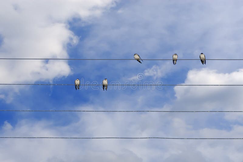 Birds on a Wire stock photo. Image of intersection, electicity - 12596810