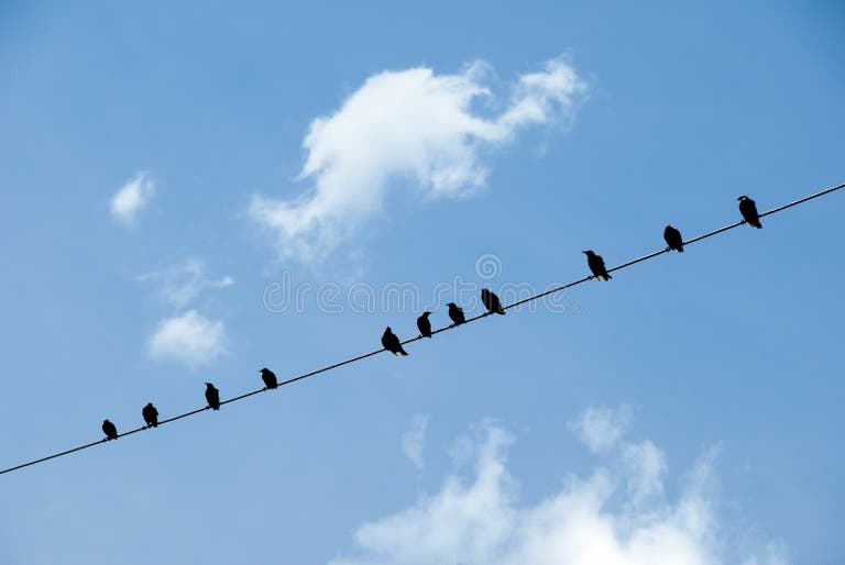 11,313 Birds Wire Stock Photos - Free & Royalty-Free Stock Photos from ...