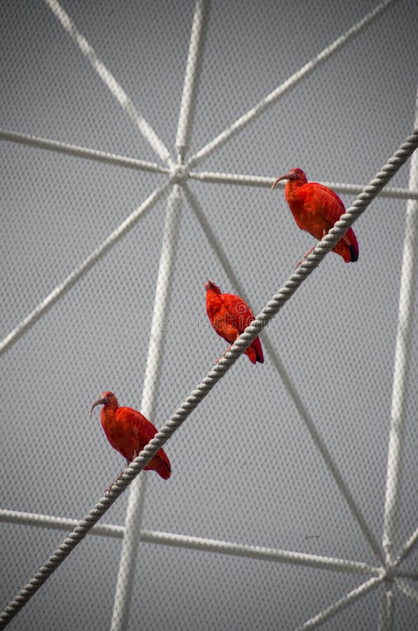 Birds on a wire stock image. Image of bird, plumage, coloration - 23777197