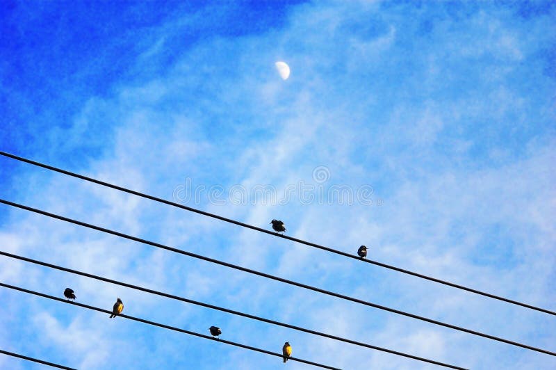 Birds on the wire stock image. Image of blue, rest, nature - 3887357