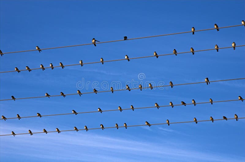 Birds on wire stock photo. Image of bird, lines, sitting - 4286940