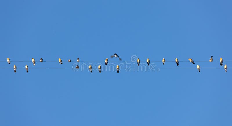 Birds on wire stock image. Image of blue, clear, animals - 7800771