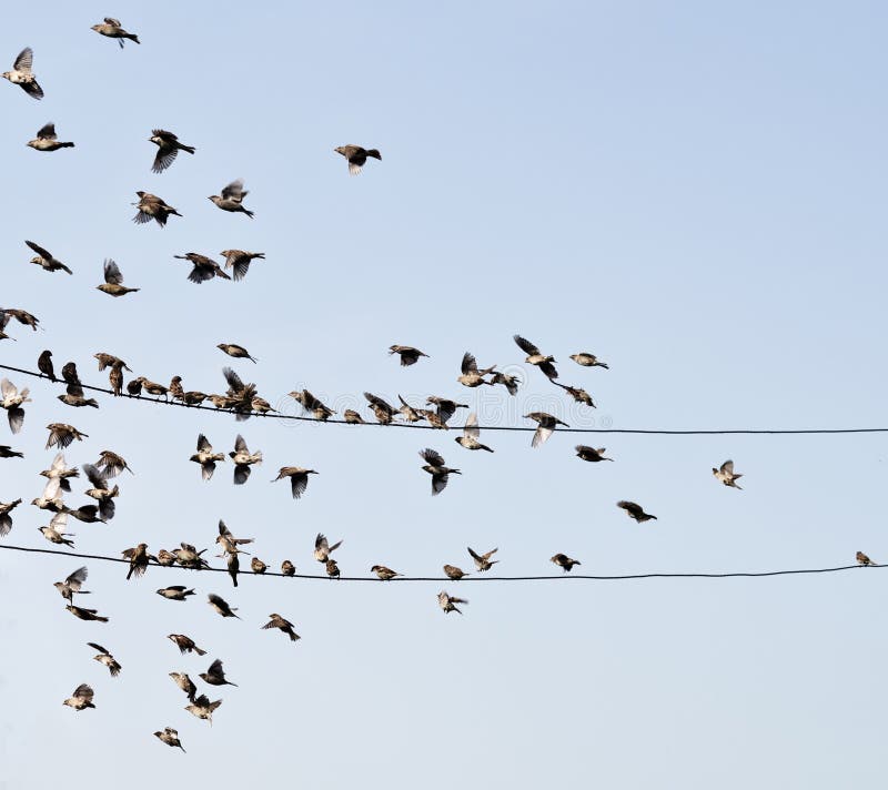 Birds on wire stock photo. Image of natural, outside - 44058714