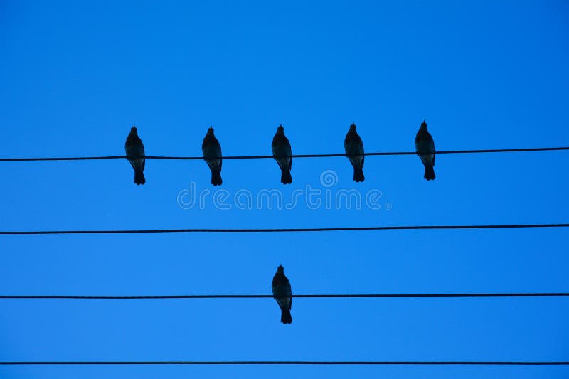 Birds on the Wire. Birds on a Wire on a Background of Blue Sky Stock ...