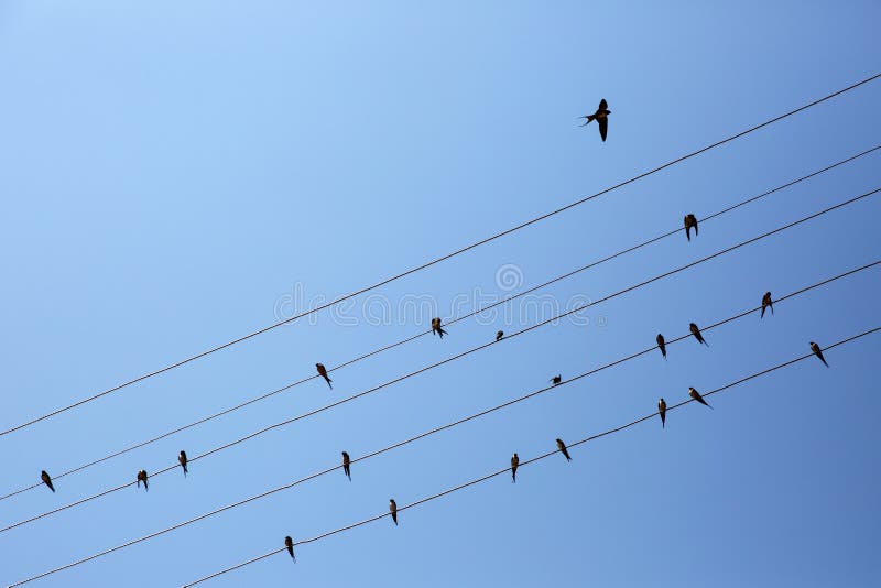 Birds on a wire stock photo. Image of line, flight, nature - 165735296