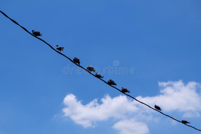 Birds on a wire stock photo. Image of nature, black, clear - 56800196