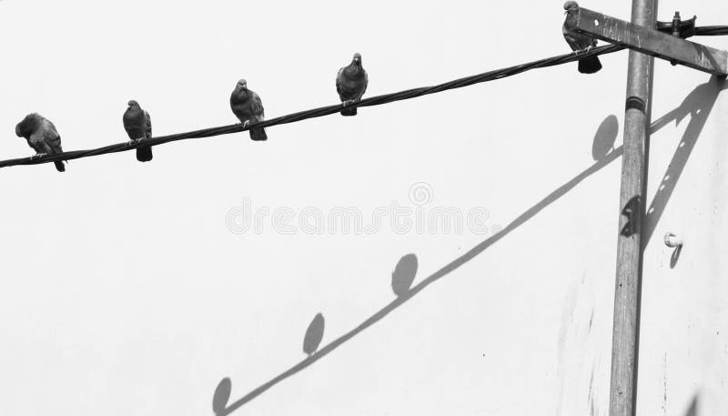 Birds on electrical wire stock image. Image of formation - 22304755