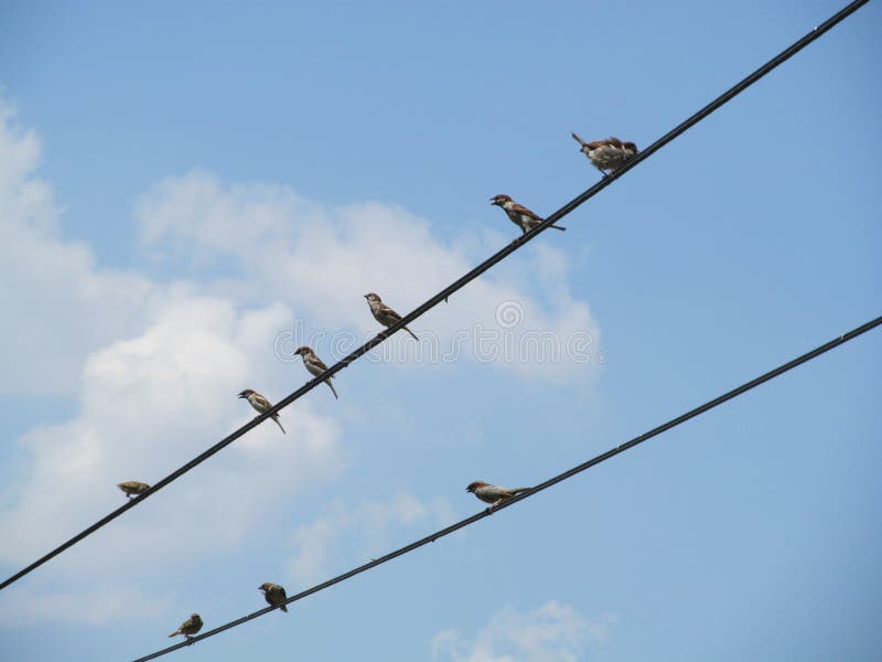Birds on wire stock image. Image of wires, electrical - 305180713