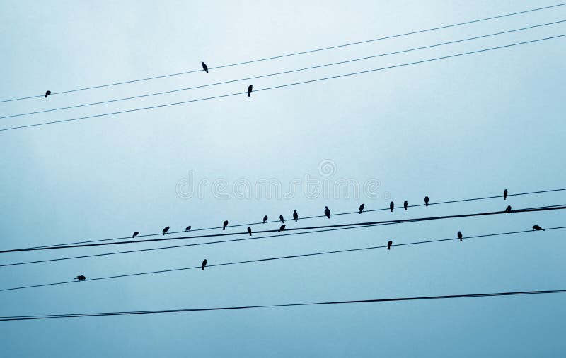 Birds on a wire stock image. Image of perched, avian - 47866169