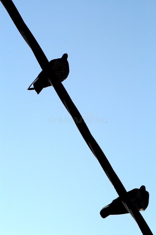 Birds on wire stock image. Image of shadow, diogonal - 49853345