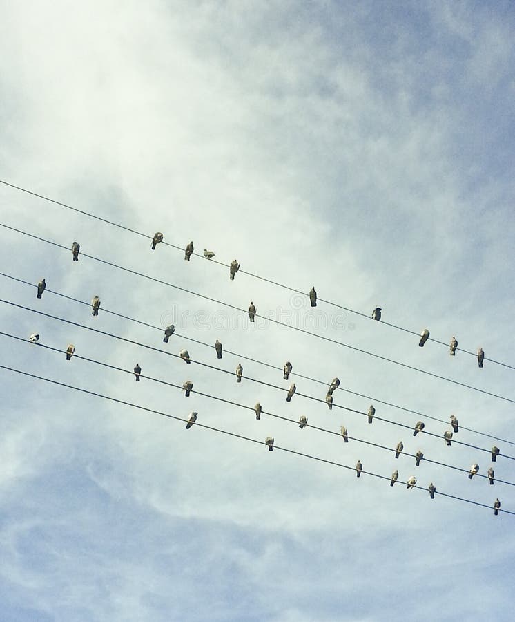 Birds on a Wire stock photo. Image of sars, stormy, skies - 1578782