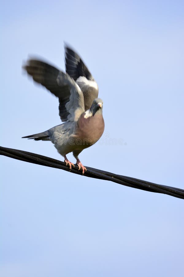Birds on wire stock image. Image of perched, conductor - 40256141