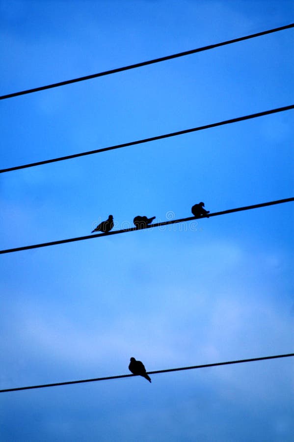 Birds on Wires stock image. Image of animal, leave, perches - 20946065