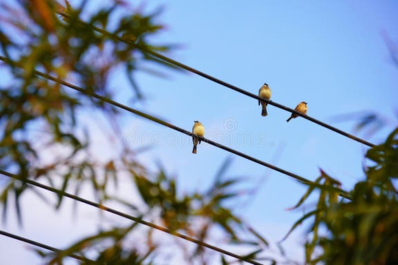 Birds on wires stock photo. Image of blue, green, wires - 172658836