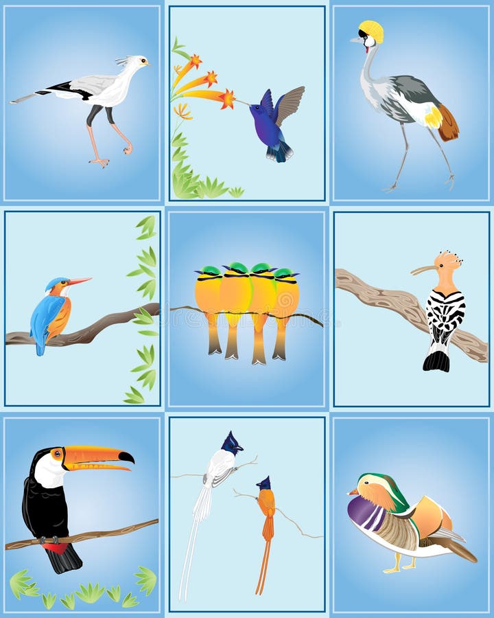 Birds of the world stock vector. Illustration of bright - 17895067