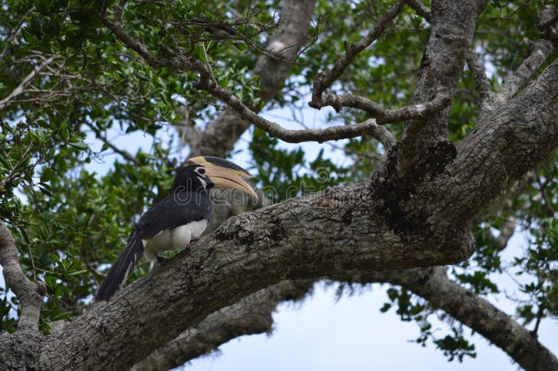 BIRDS Yala National Park-SRI Lanka Stock Photo - Image of yala, birds ...