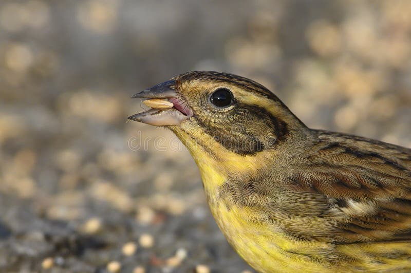 Closeup Yellow-breasted Bunting Stock Photo - Image of green, beautiful ...