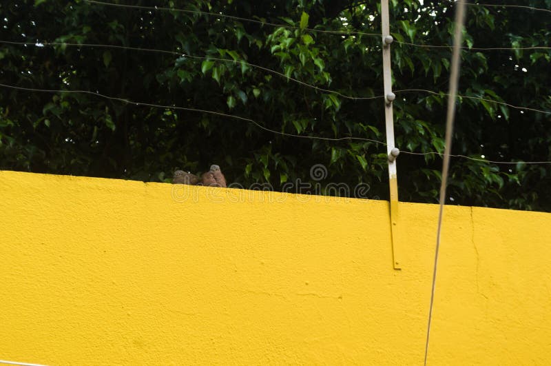 Birds in a Yellow Wall in Front of Green Trees Stock Photo - Image of ...