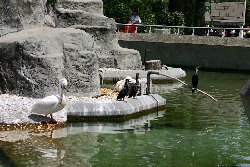 Birds in zoo editorial stock photo. Image of bird, outdoors - 176266413