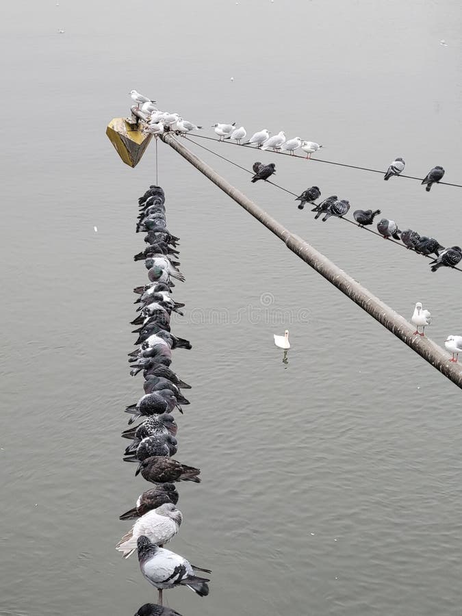 Birdtriangle Stock Photos - Free & Royalty-Free Stock Photos from ...