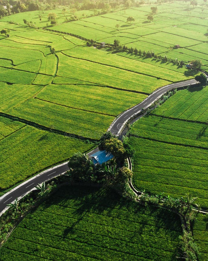 Android Wallpaper Birdview Ricefiled in Lombok Stock Image - Image of ...