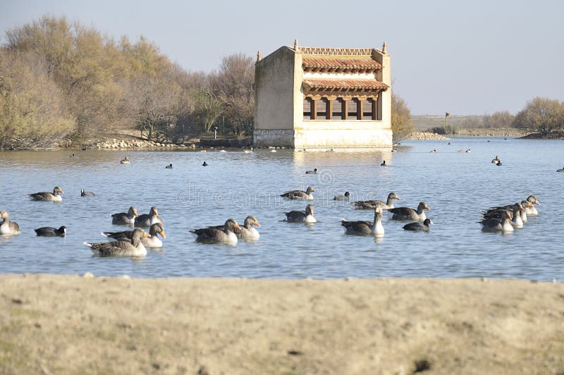 Birdwatching observatory stock image. Image of birds - 68097921