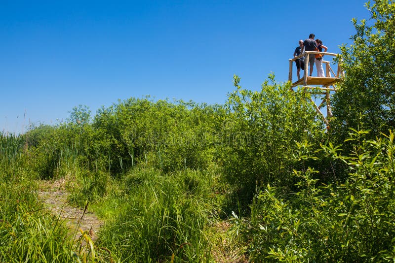 Birdwatching Tower. Bird Watching Observation Tower in the Forest Stock ...