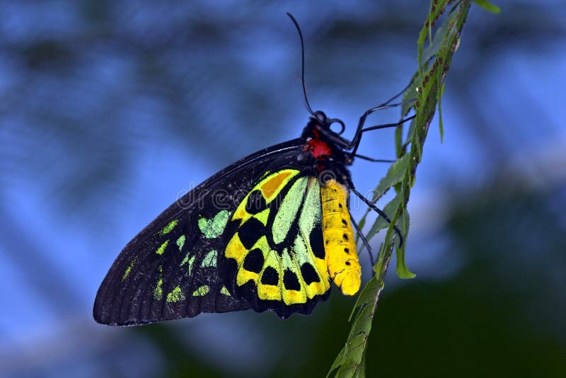 Birdwing Butterfly stock image. Image of leaves, bird, closeup - 298761