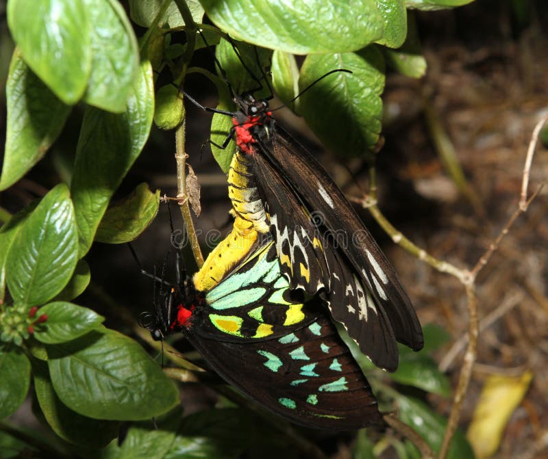 Birdwing Butterfly mating stock photo. Image of insect - 128657318