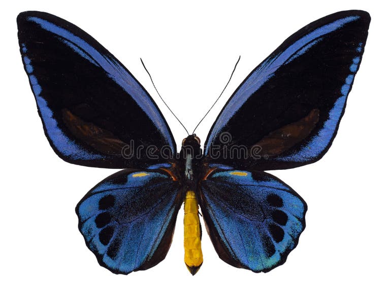 Birdwing swallowtail stock illustration. Illustration of insect - 17648499