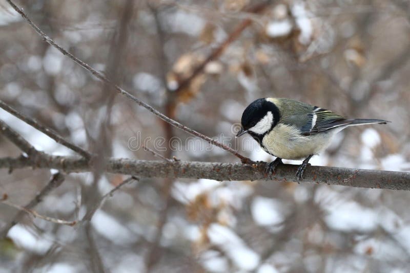 Birdy stock photo. Image of beautiful, grey, hope, curious - 48900882