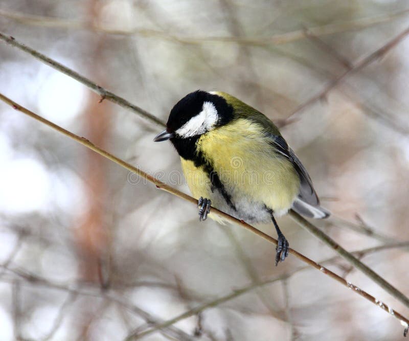 Birdy stock image. Image of claws, imagination, grasp - 39819707