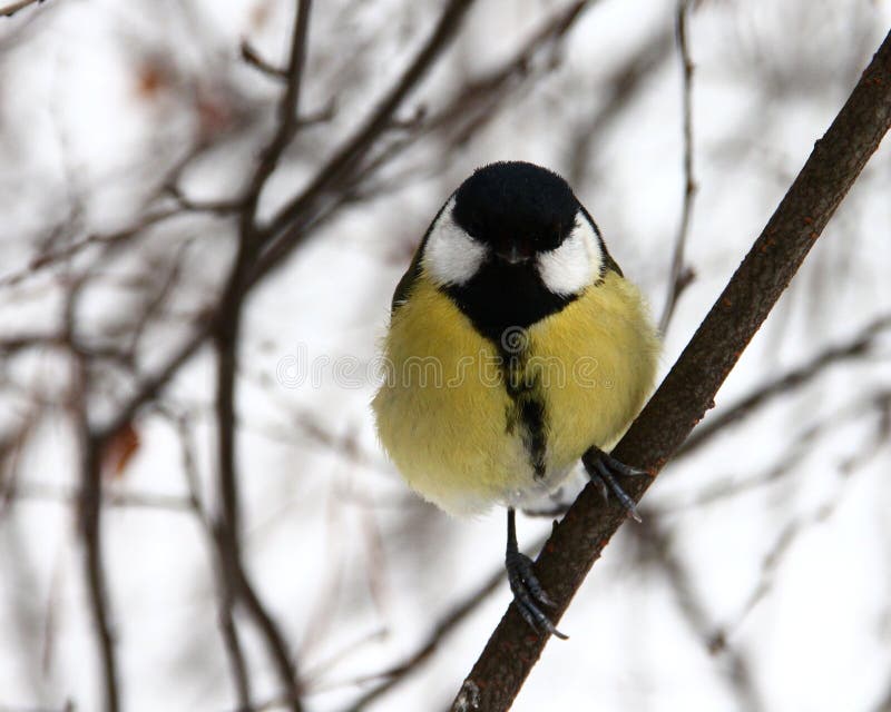 Birdy stock photo. Image of good, beak, contemplate, contemplation ...