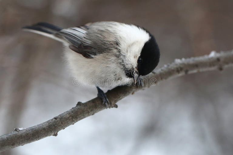 102 Happy Birdy Offline Stock Photos - Free & Royalty-Free Stock Photos ...