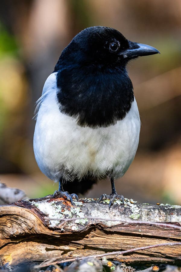 Birdy sitting on branch stock photo. Image of model - 369670458