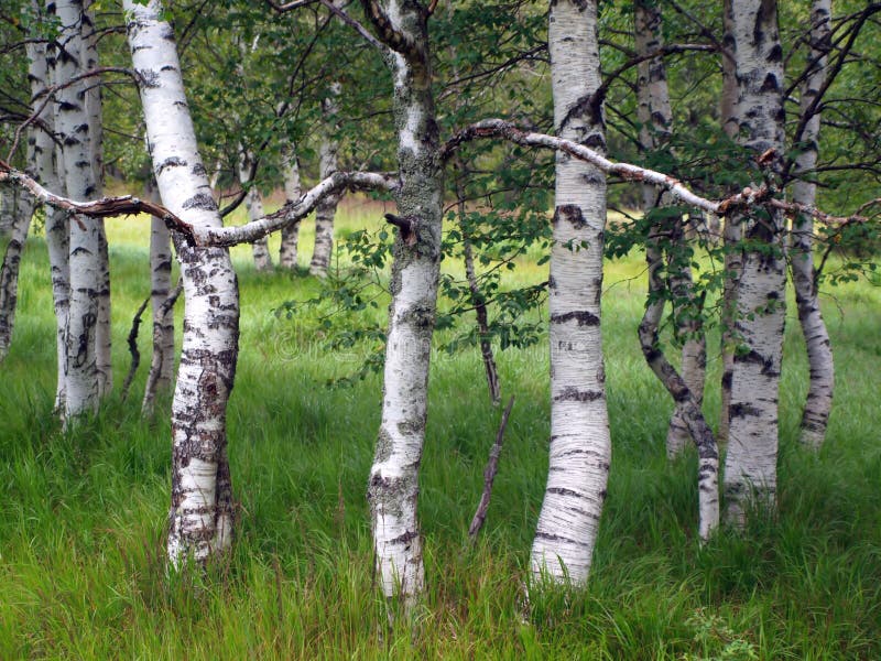Birke stockfoto. Bild von draussen, pflanzen, sommer - 10836884