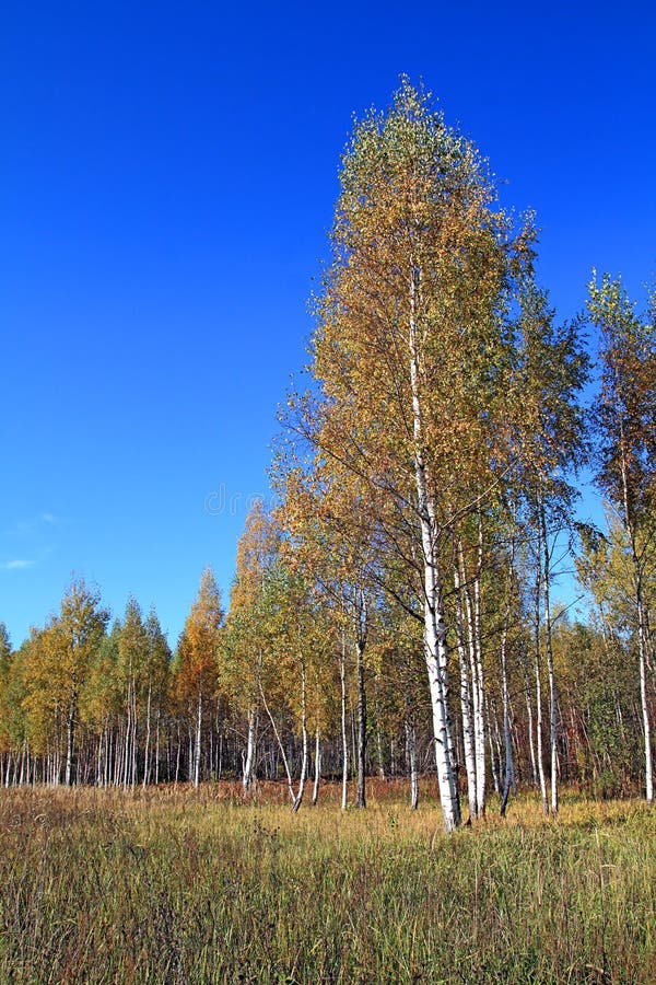 Birke stockbild. Bild von blätter, ökologie, kurve, pfade - 12410727