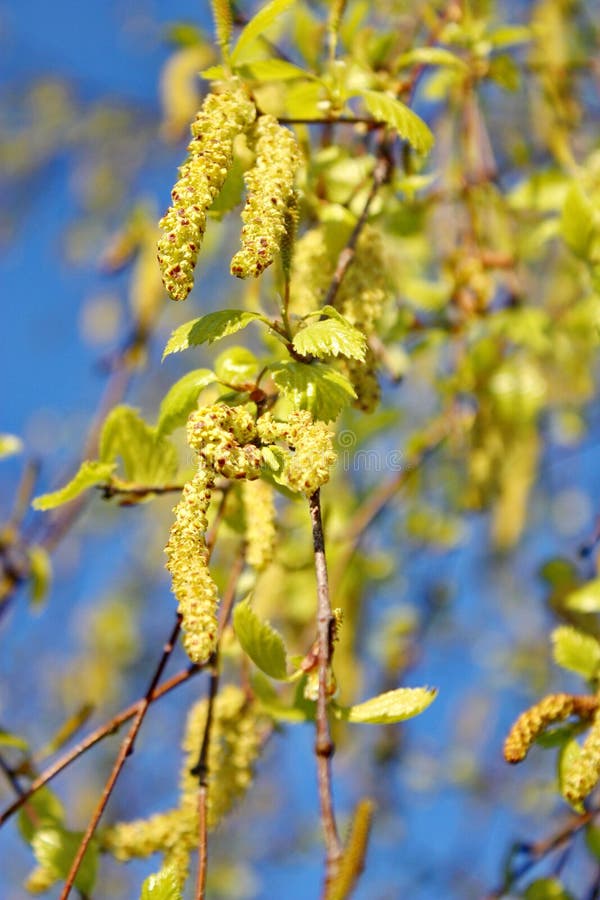 Birke, Betula Pendula, Eine Junge Niederlassung Der Birke Mit Samen ...