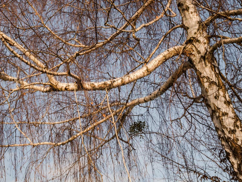 Birke in der Winterzeit stockfoto. Bild von nave, österreich - 109776876