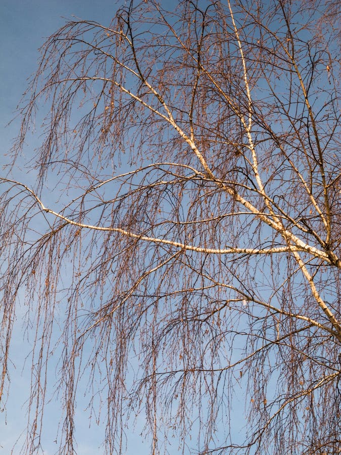 Birke in der Winterzeit stockfoto. Bild von winter, blätter - 109846346