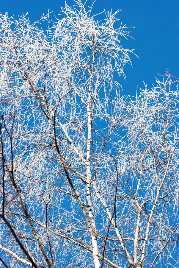 Birke im Winter stockfoto. Bild von nave, kalt, blätter - 12575148
