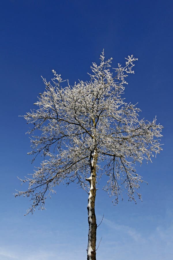 Birke Im Winter, Deutschland Stockbild - Bild von winterzeit, winter ...