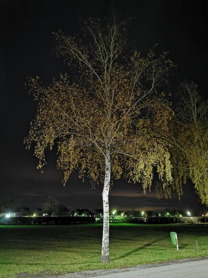 Birke tree at night stock photo. Image of tree, night - 163259784