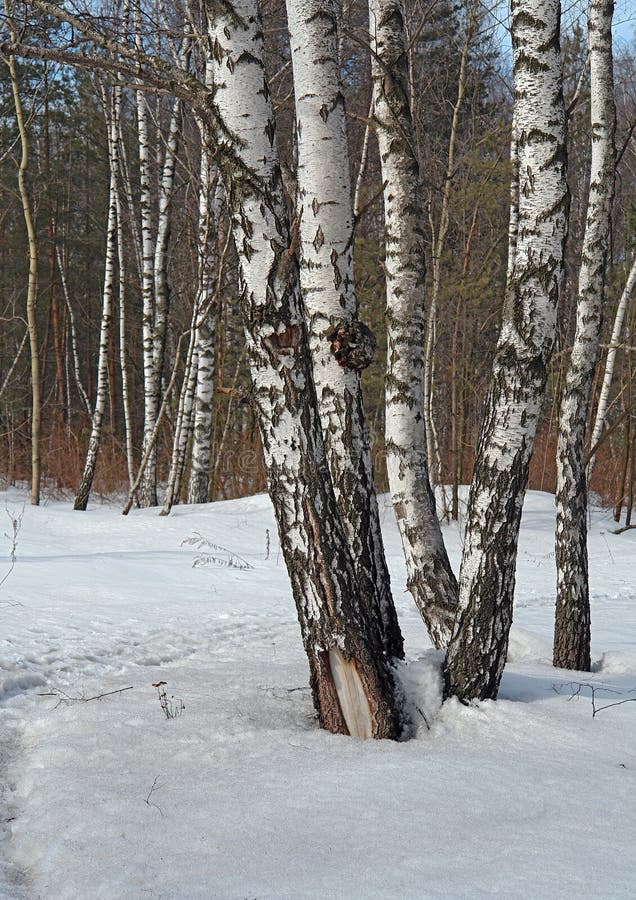 Birken. stockbild. Bild von auftauen, birke, frische, schatten - 637119