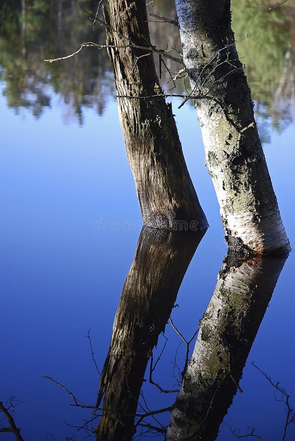 Birken stockbild. Bild von birken, zwei, betriebe, nave - 8258257