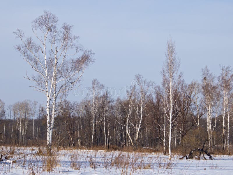 Birken Auf Rand Einer Wiese Im Winter Stockfoto - Bild von birke, blau ...