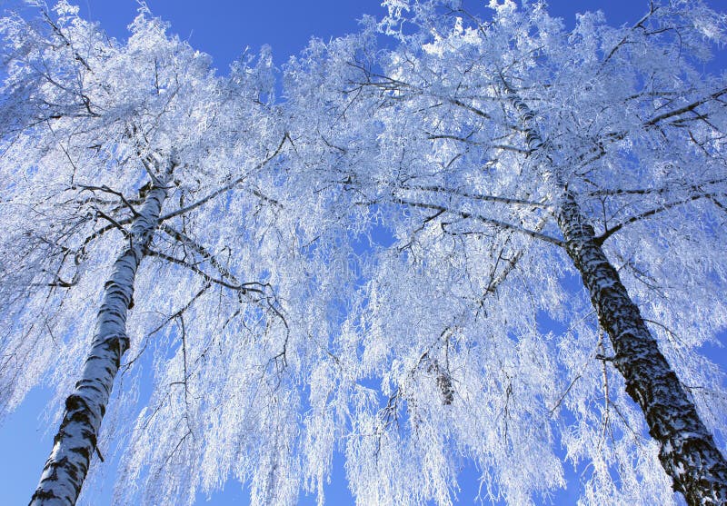 Birken im Winter stockfoto. Bild von blau, frost, baum - 13945842