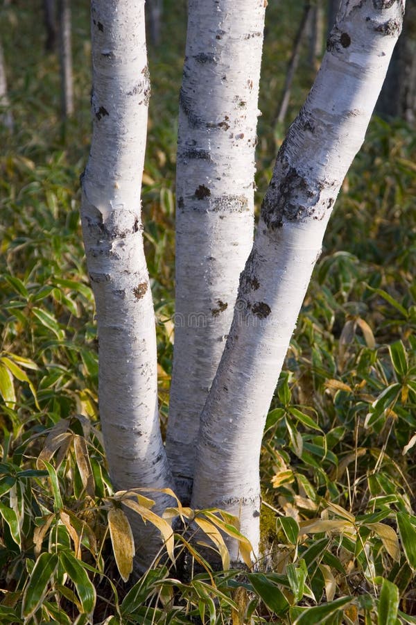 Birken-Bäume im Nebel stockfoto. Bild von einsamkeit, morgen - 2612492